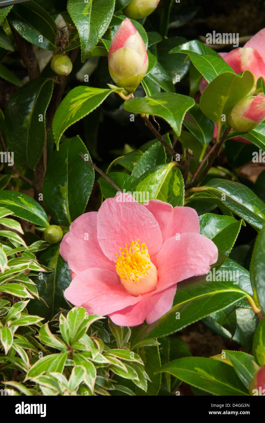 Camellia x williamsii 'Golden Spangles' Stock Photo - Alamy