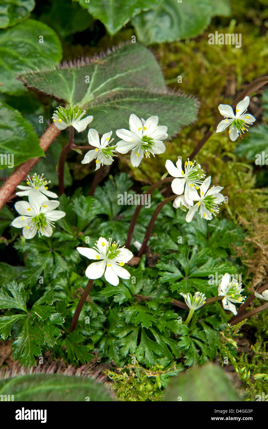 Coptis flower hi-res stock photography and images - Alamy