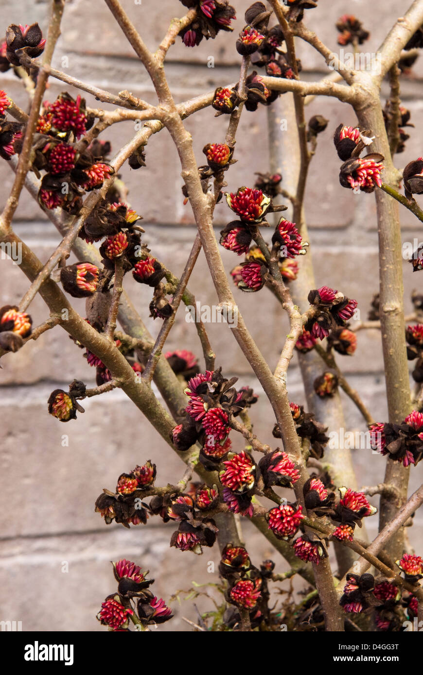 Parrotia Persica Flower High Resolution Stock Photography and Images ...