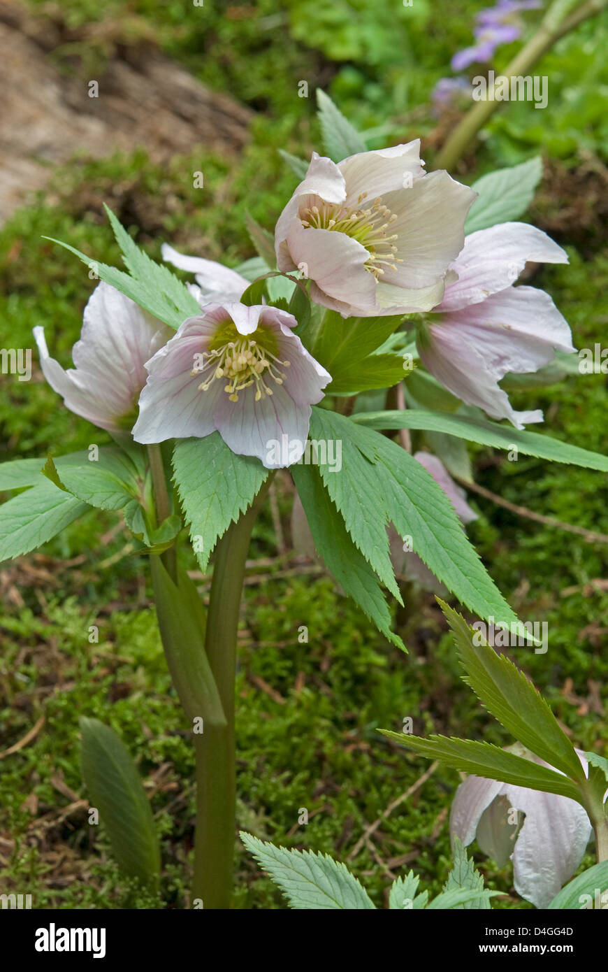 Helleborus thibetanus hi-res stock photography and images - Alamy