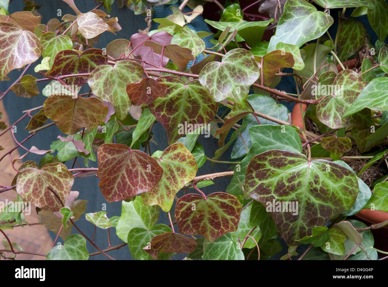 Hedera rhombea "Japanese Ivy Stock Photo - Alamy