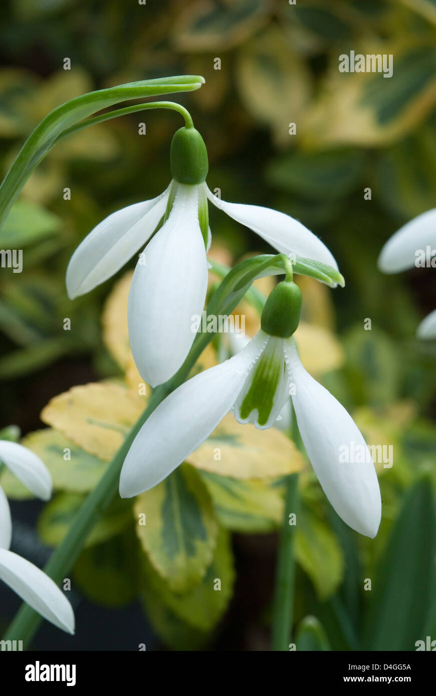 Passmore hi-res stock photography and images - Alamy