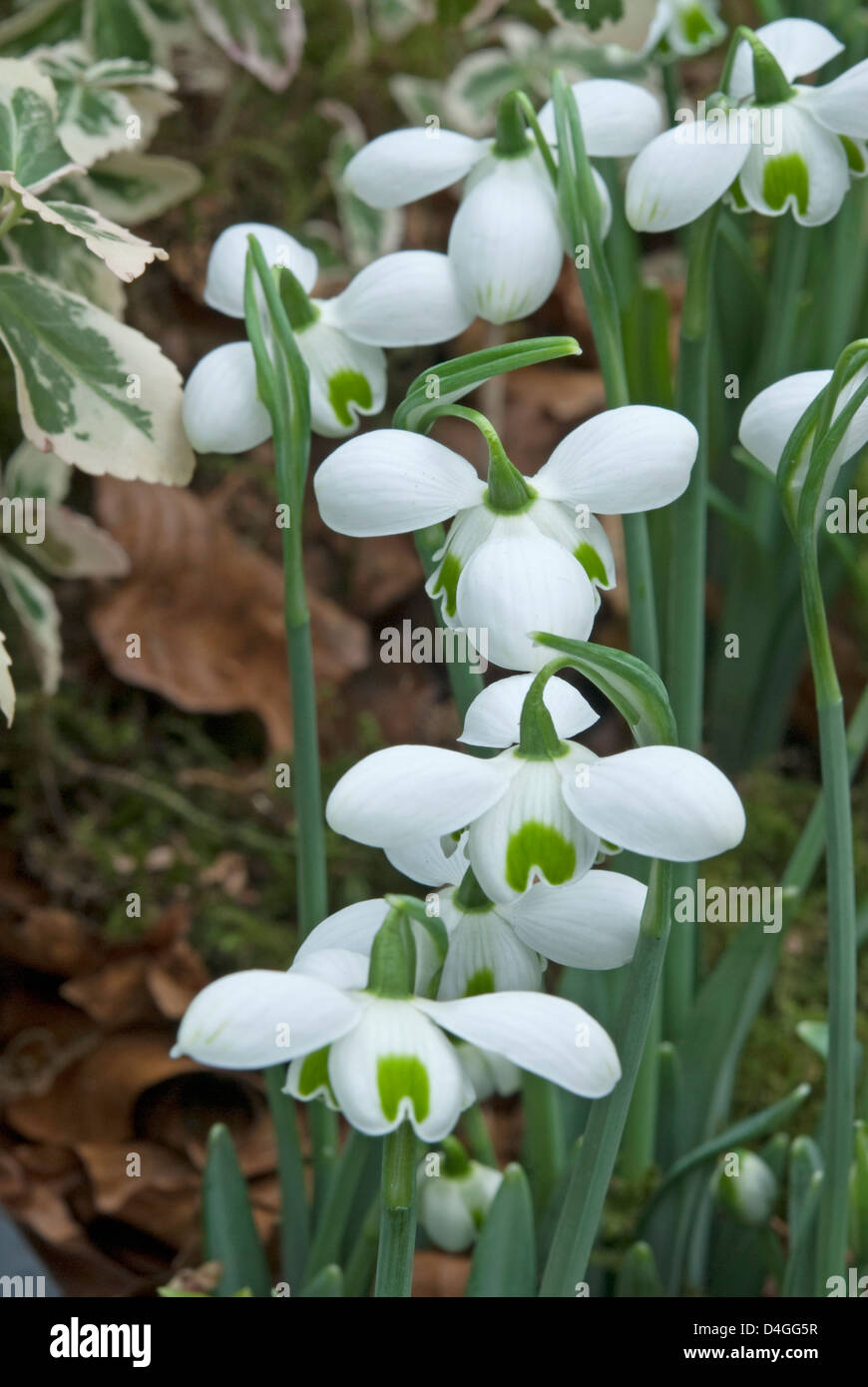 Hippolyta snowdrop hi-res stock photography and images - Alamy