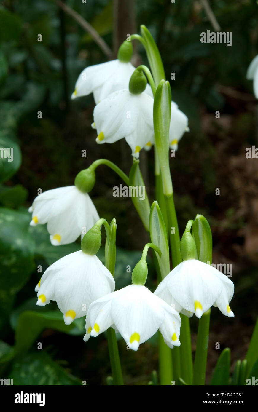 Spring Snowflake - Leucojum vernum Stock Photo - Alamy