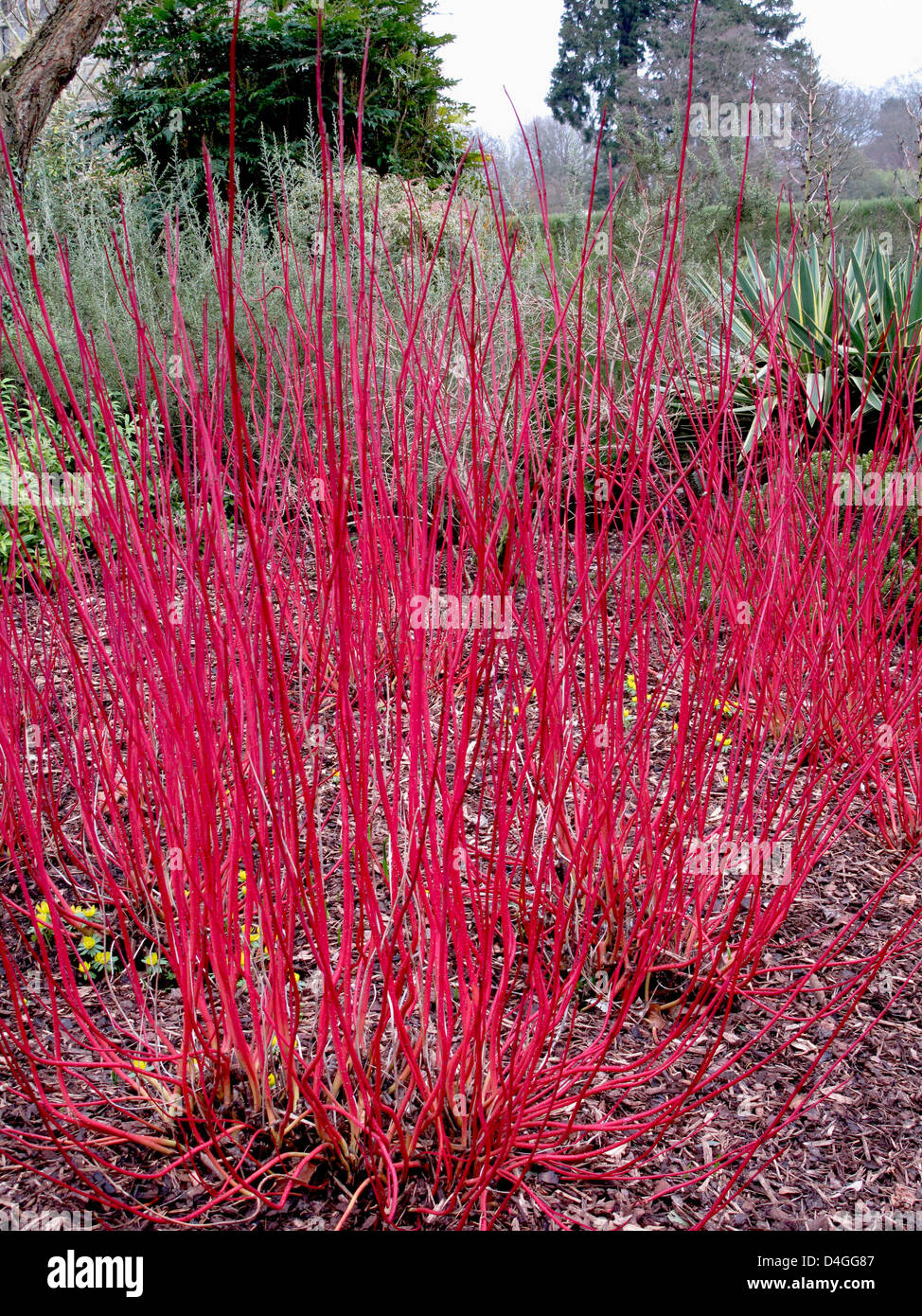 Cornus alba 'Sibirica' Stock Photo, Royalty Free Image: 54453735 - Alamy