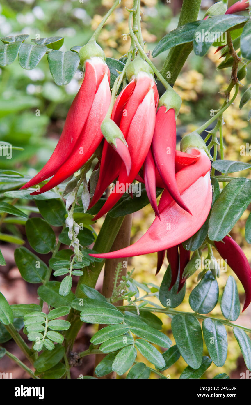Clianthus flamingo hi-res stock photography and images - Alamy