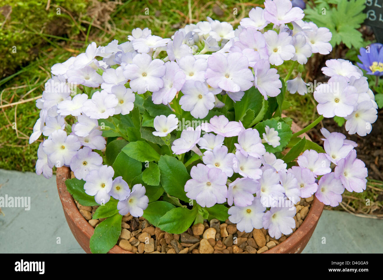 Primula 'Jackie Richards' Stock Photo - Alamy