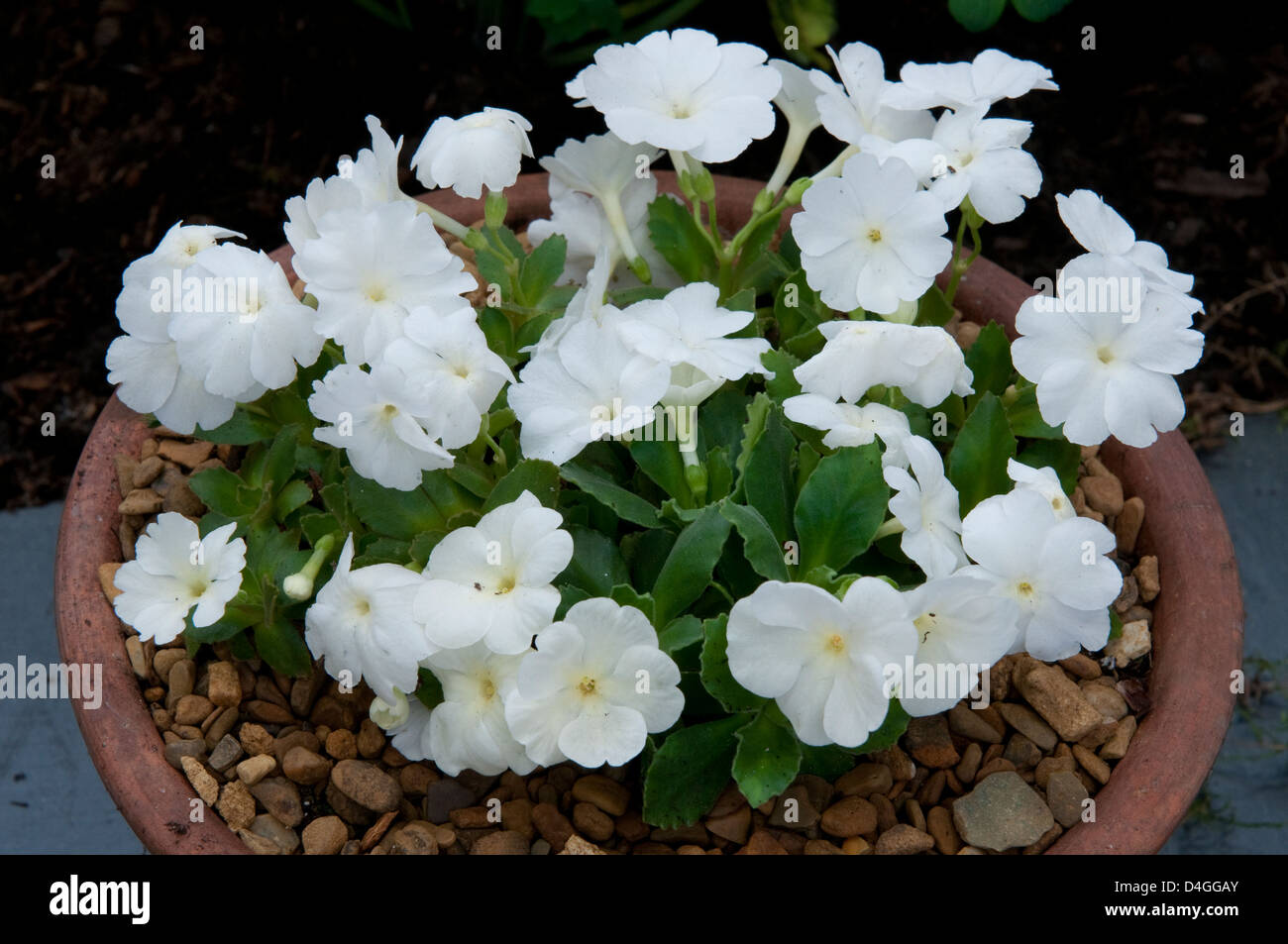 Cpw 0188 hi-res stock photography and images - Alamy