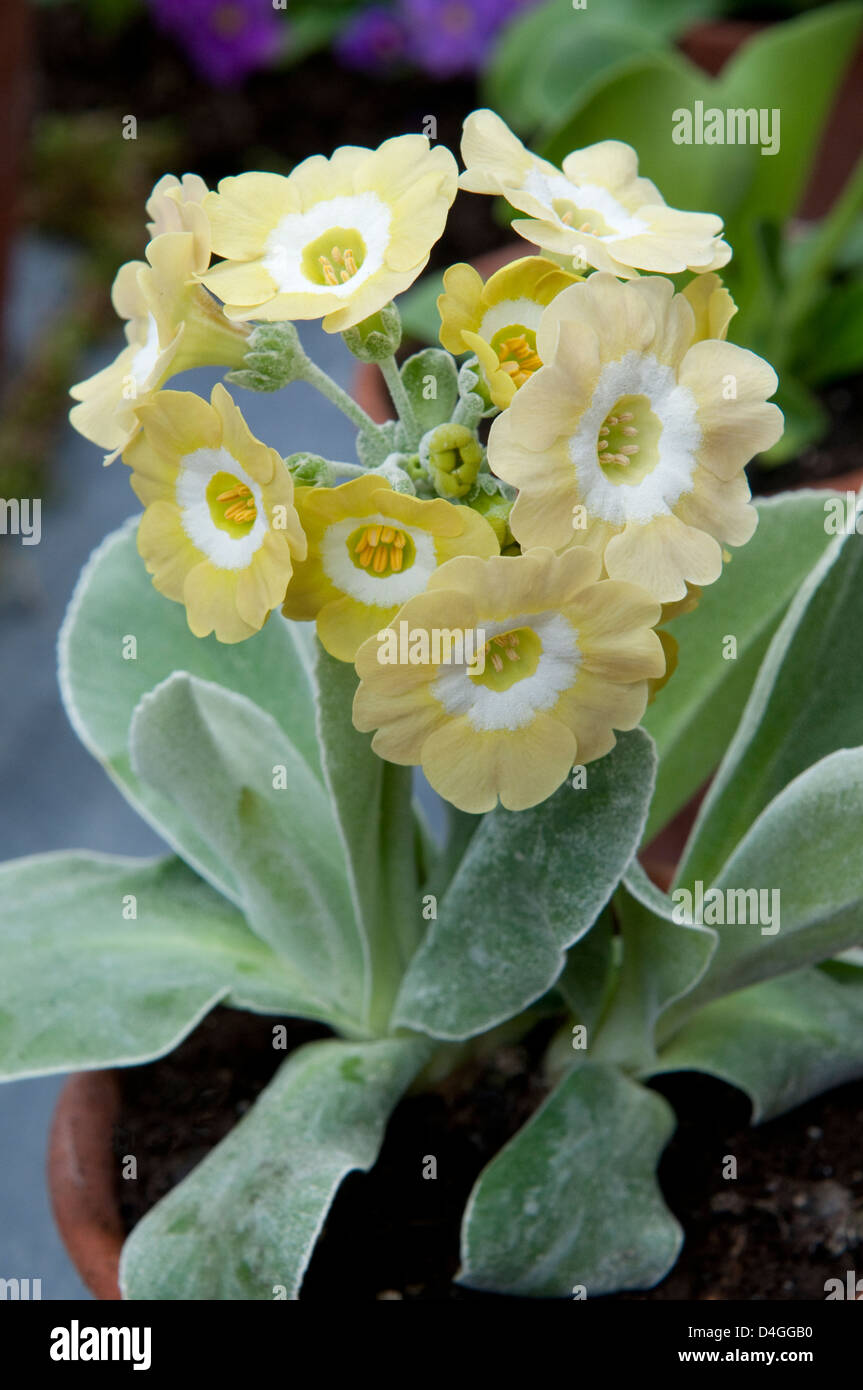 137729 hi-res stock photography and images - Alamy