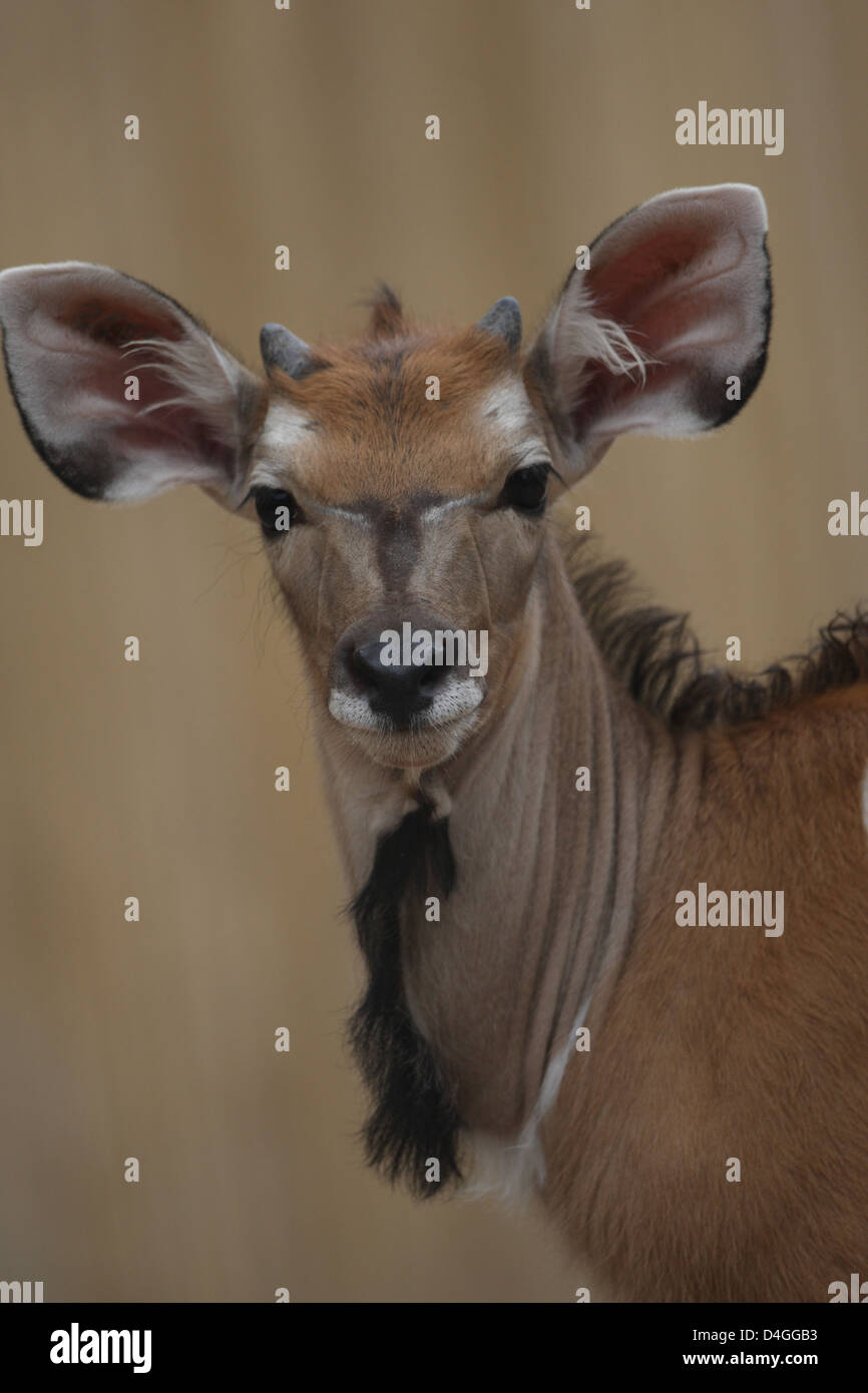 Eland meat hi-res stock photography and images - Alamy