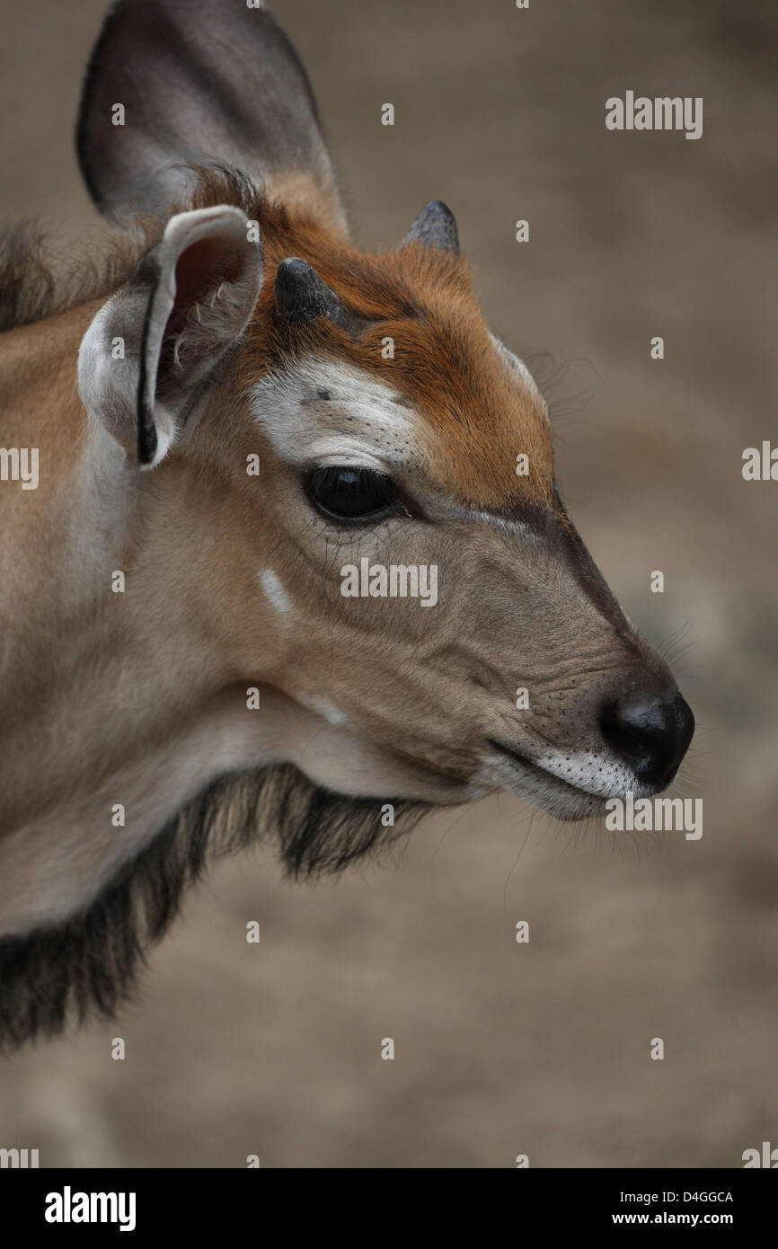 Eland calf hi-res stock photography and images - Alamy