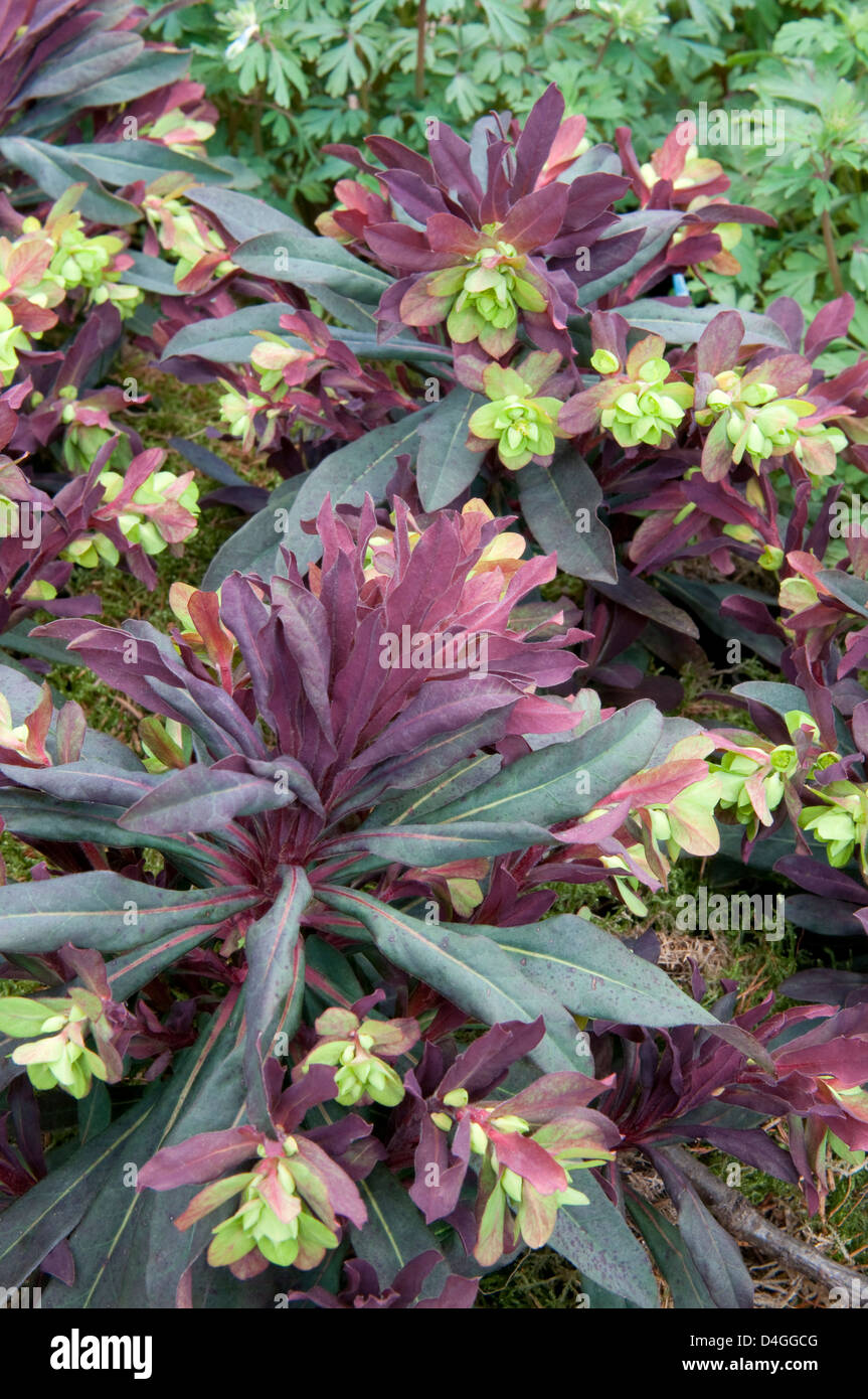 Ornamental plant with poisonous sap Stock Photo - Alamy