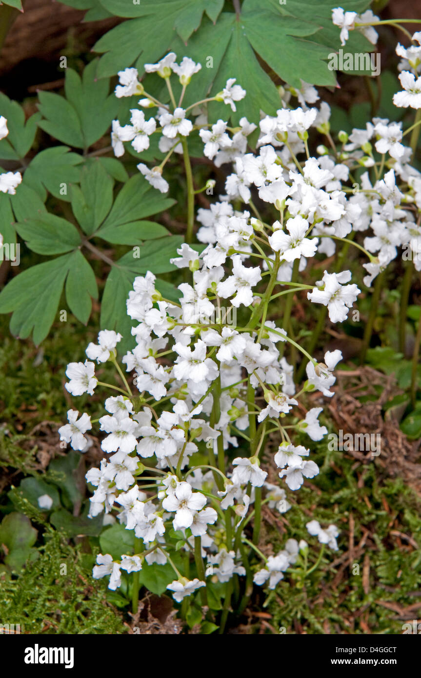 Cardamine trifolia hi-res stock photography and images - Alamy