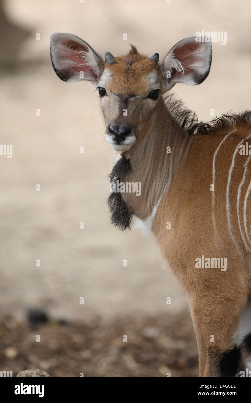 Eland calf hi-res stock photography and images - Alamy