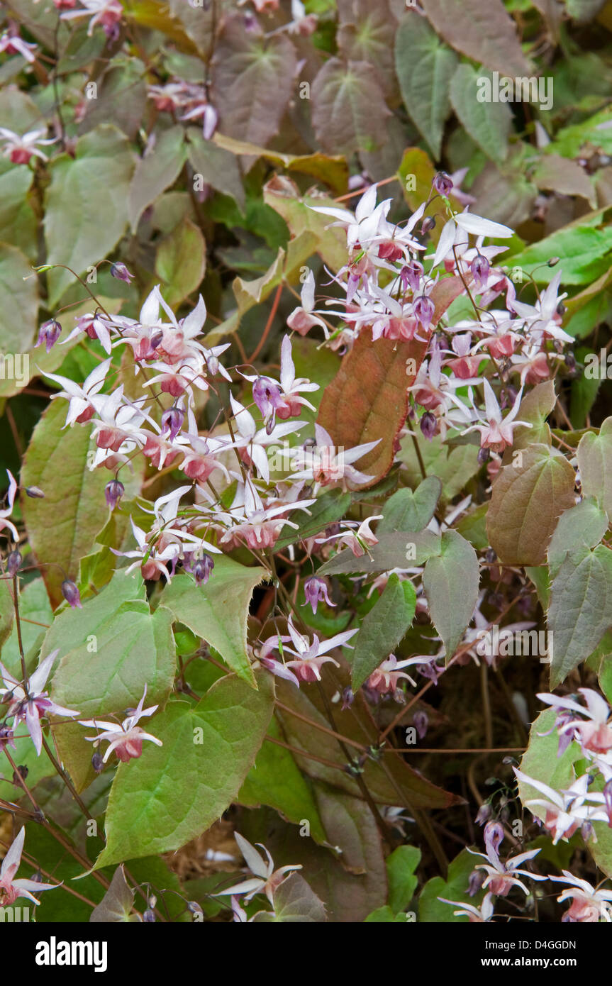Epimedium 'Pink Elf' Stock Photo - Alamy