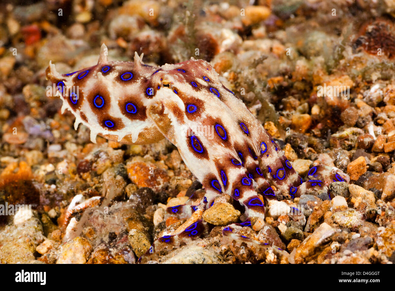 Octopus camouflage hi-res stock photography and images - Alamy