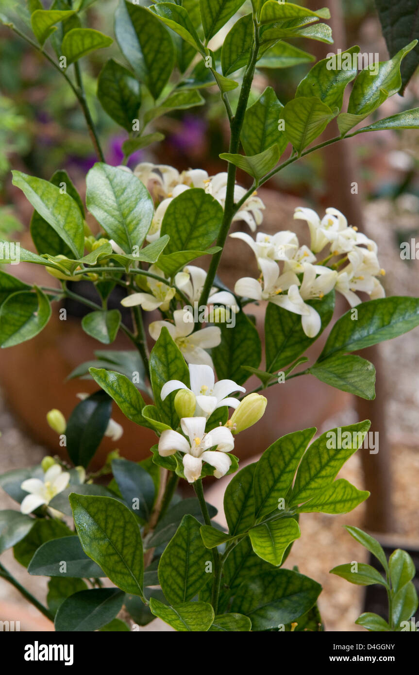 Murraya paniculata. Rutaceae Stock Photo - Alamy
