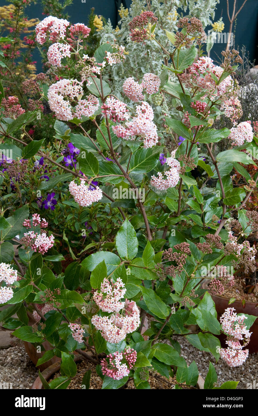 Rondlettia amoena. Rubiaceae. Tender shrub Stock Photo - Alamy