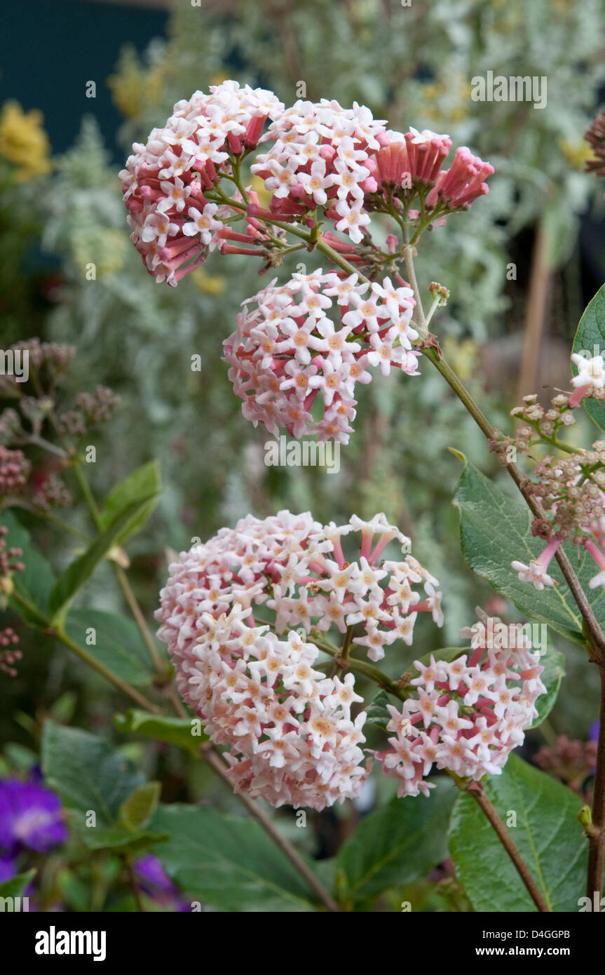 Rondlettia amoena. Rubiaceae. Tender shrub Stock Photo - Alamy