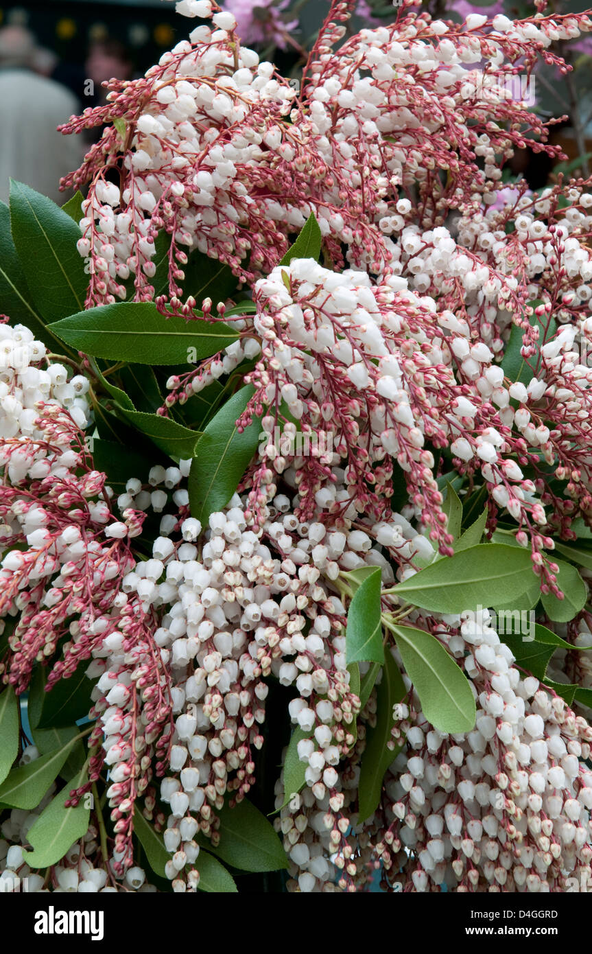 Pierus High Resolution Stock Photography and Images - Alamy