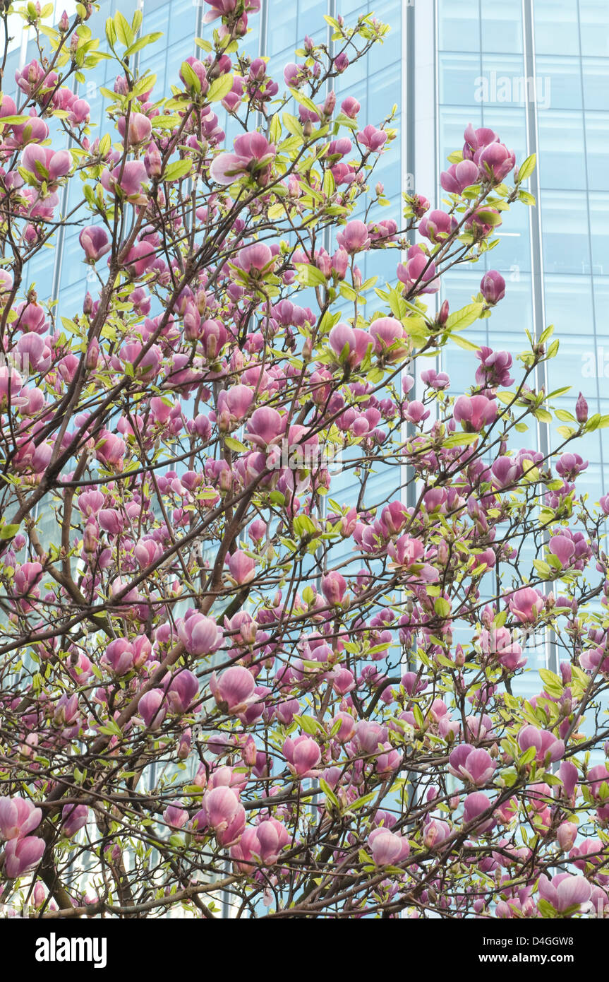 Magnolia x soulangiana 'Rustica Rubra' Stock Photo - Alamy