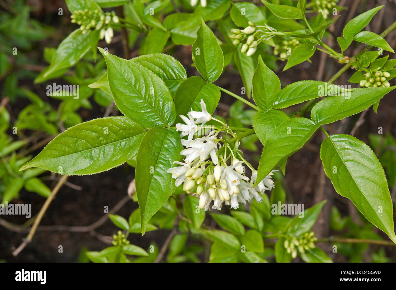 Spring flowering shrub Stock Photo - Alamy