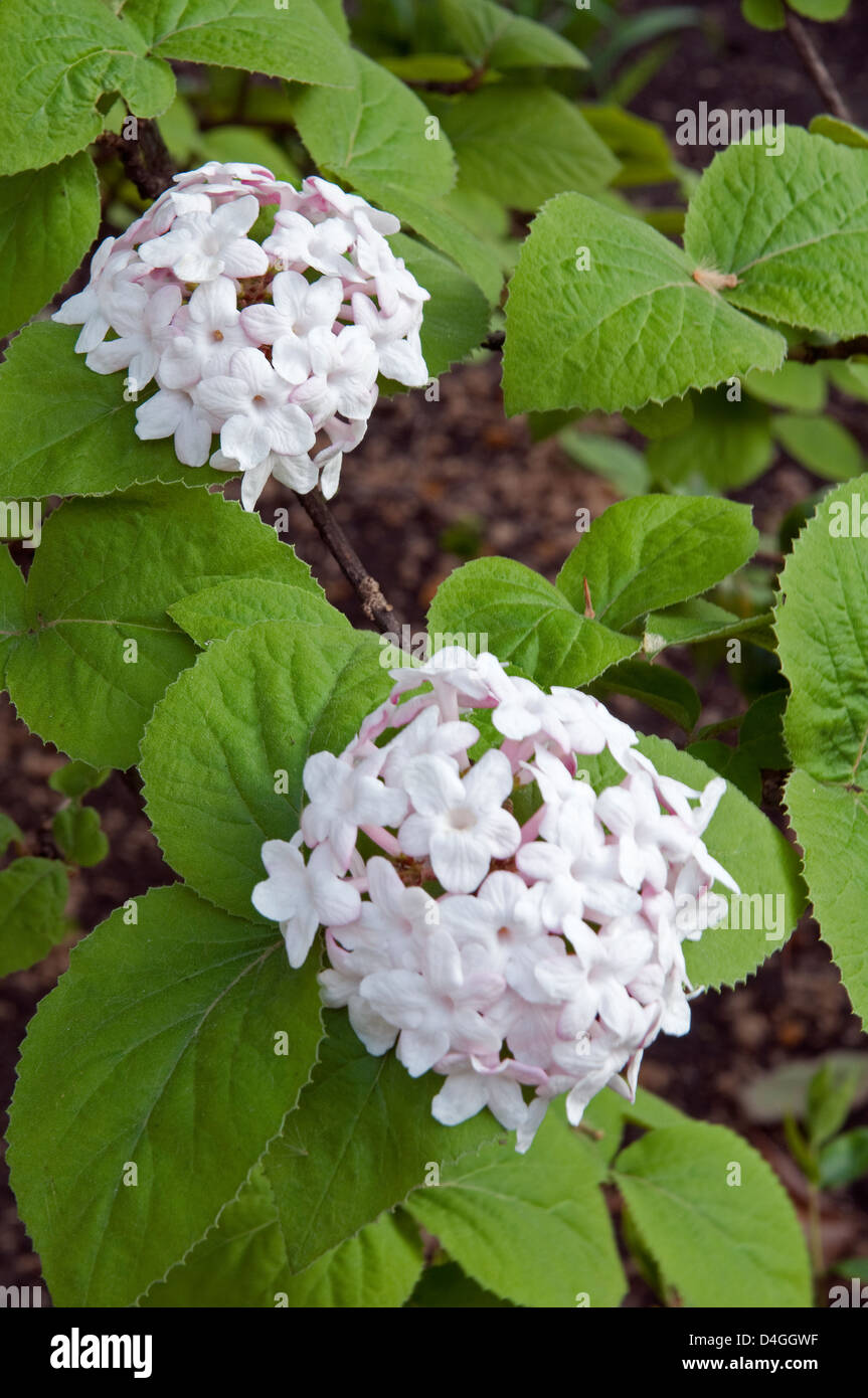 Fragrant Spring flowering shrub Stock Photo - Alamy
