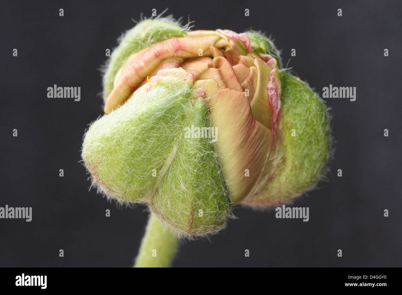 The bud of a ranunculus flower about to open Stock Photo - Alamy