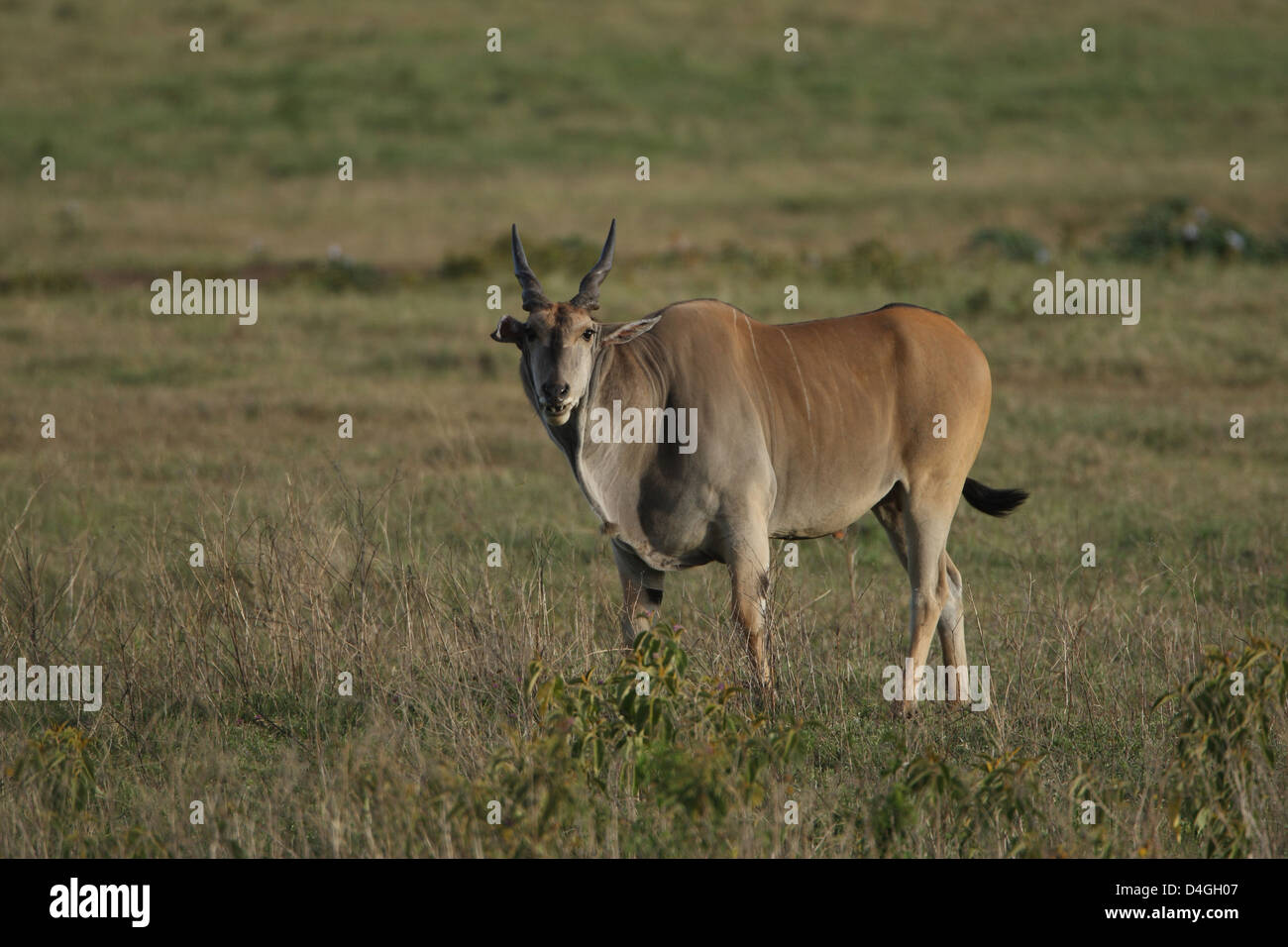 Eland cow hi-res stock photography and images - Alamy