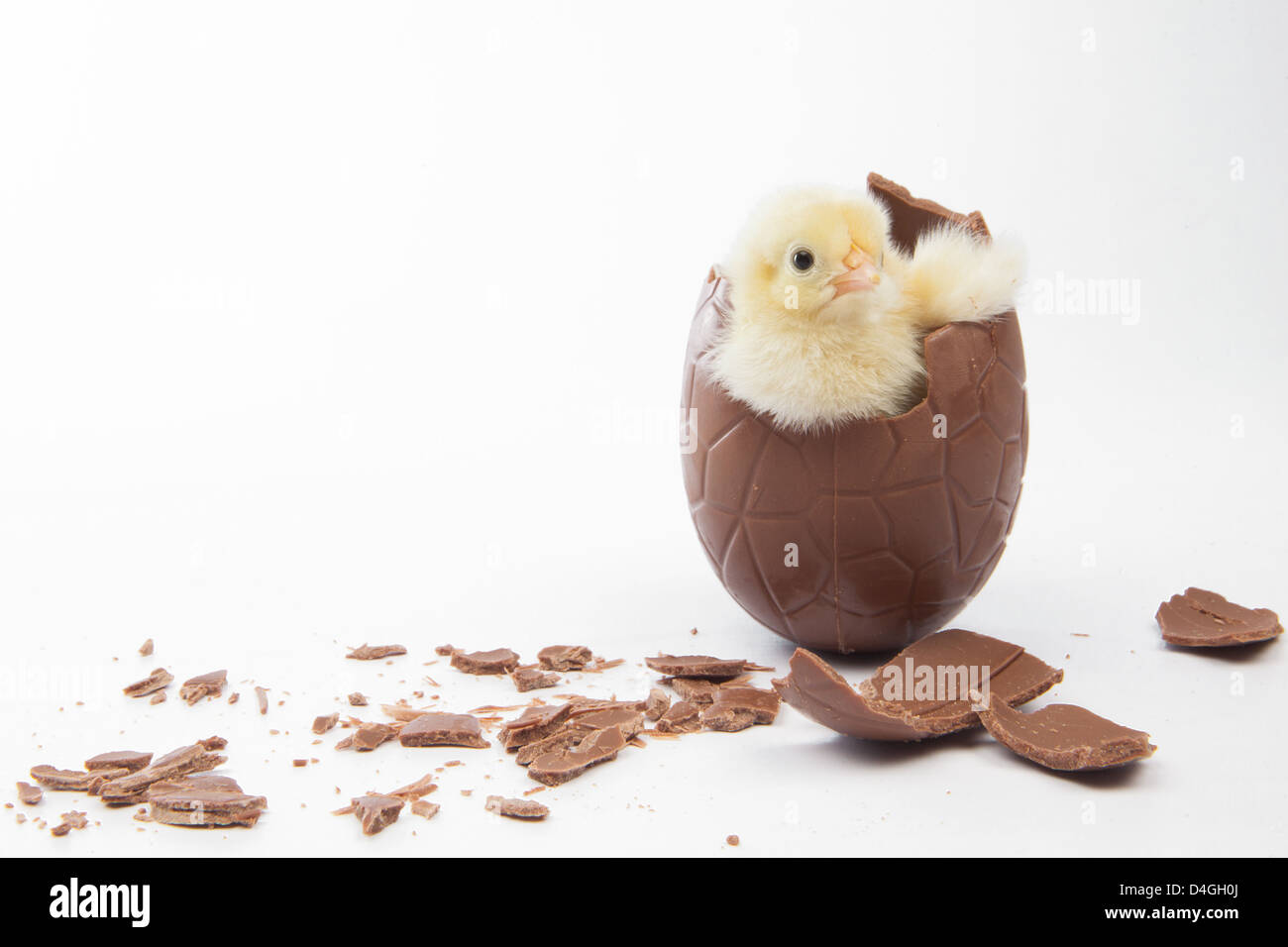 One chick in a chocolate Easter egg Stock Photo - Alamy