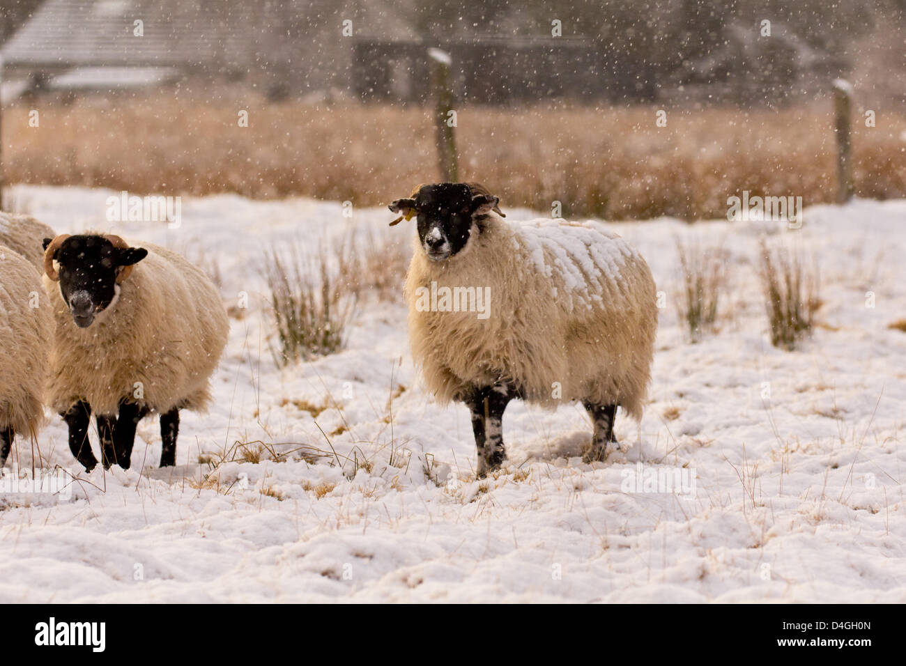 Insh, Scotland, UK. 13th March 2013. Sheep go about their business ...