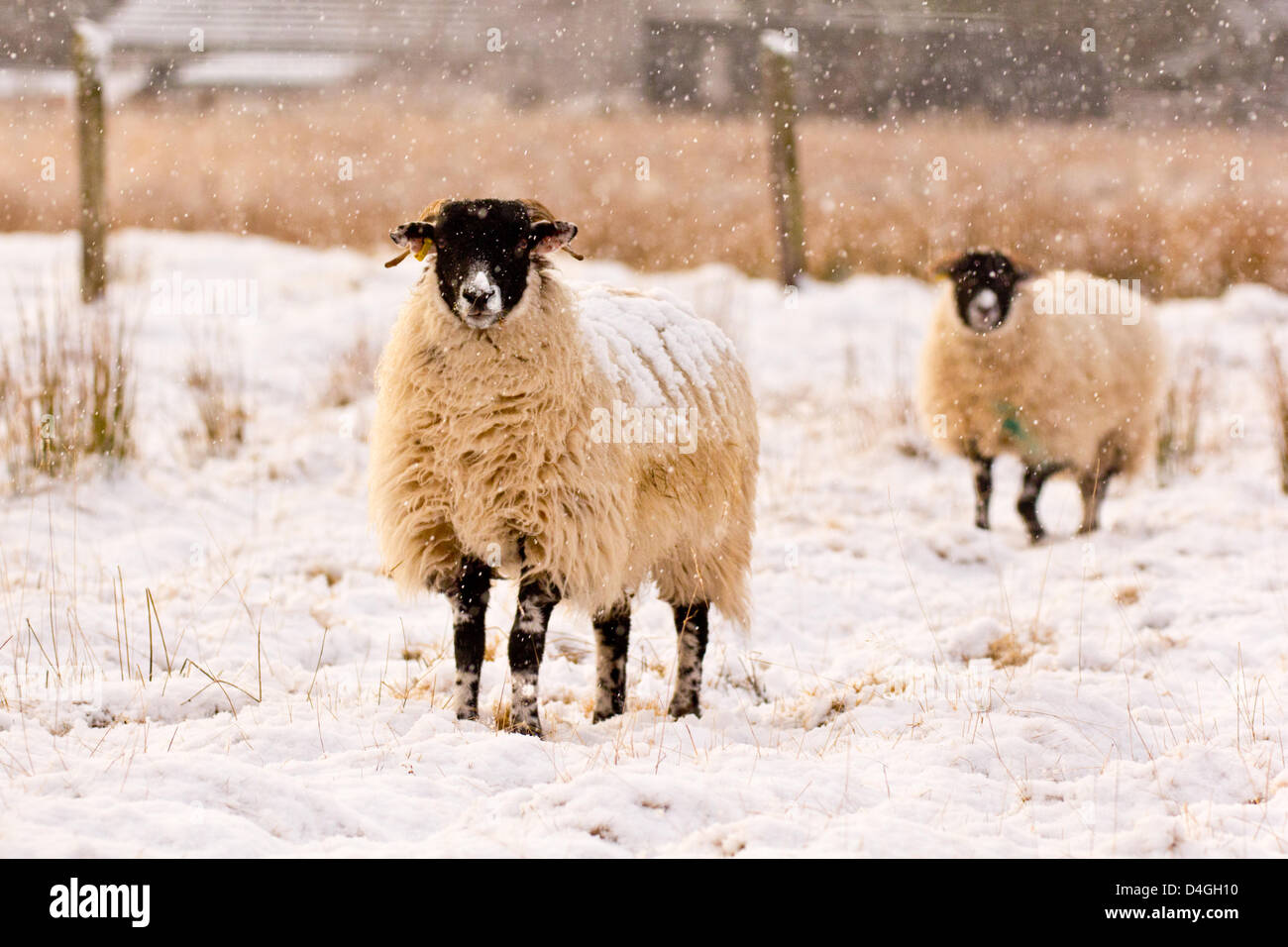 Sheep Falls High Resolution Stock Photography and Images - Alamy