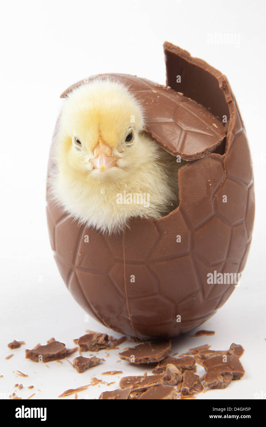 One chick in a chocolate Easter egg Stock Photo - Alamy