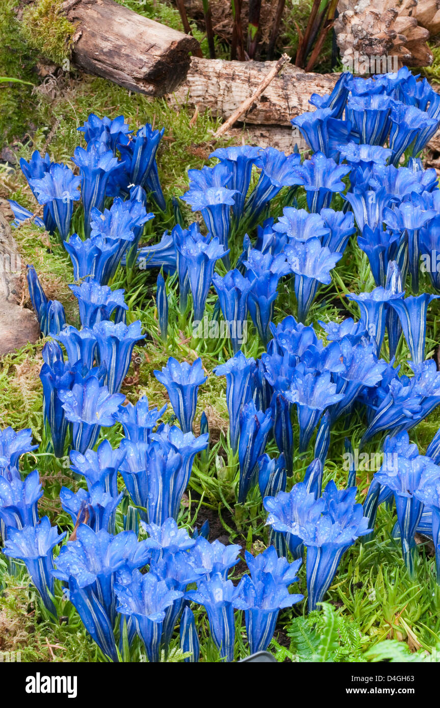 Gentiana 'Blue Silk' Stock Photo - Alamy