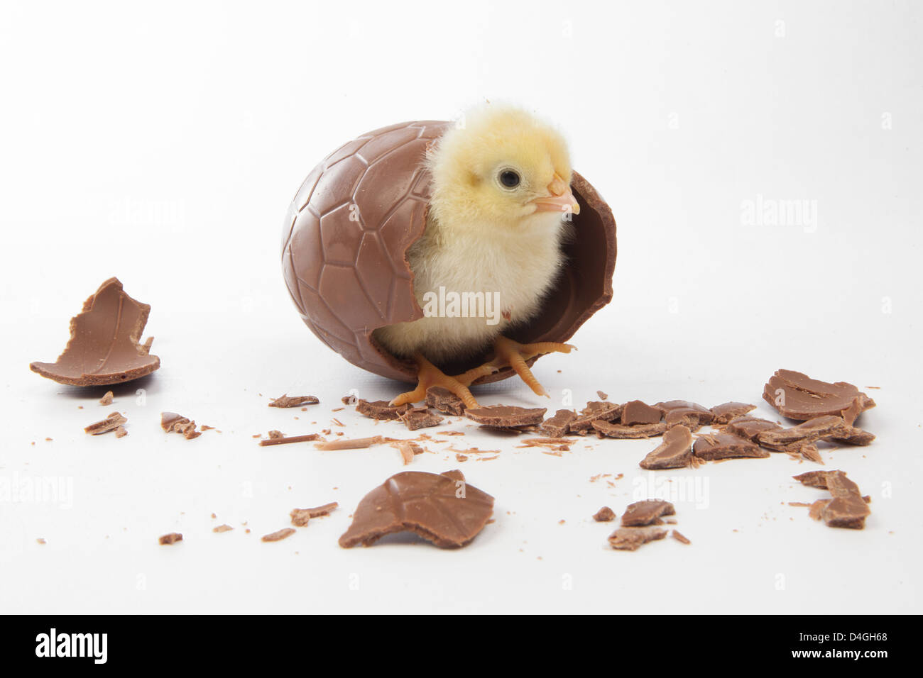 Chicken cosy egg hi-res stock photography and images - Alamy