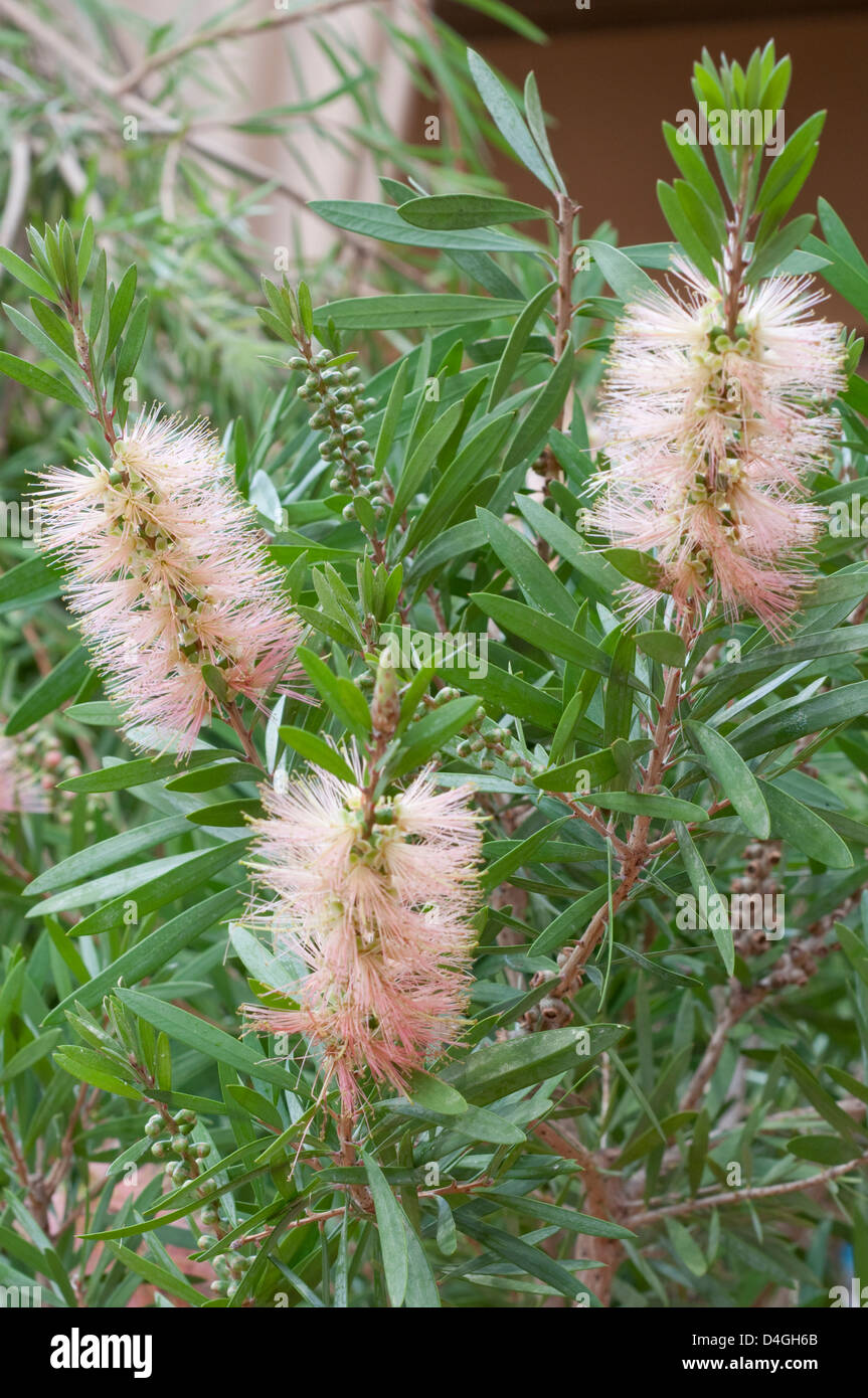 Callistemon pachyphyllus 'Pink Champagne' Stock Photo - Alamy