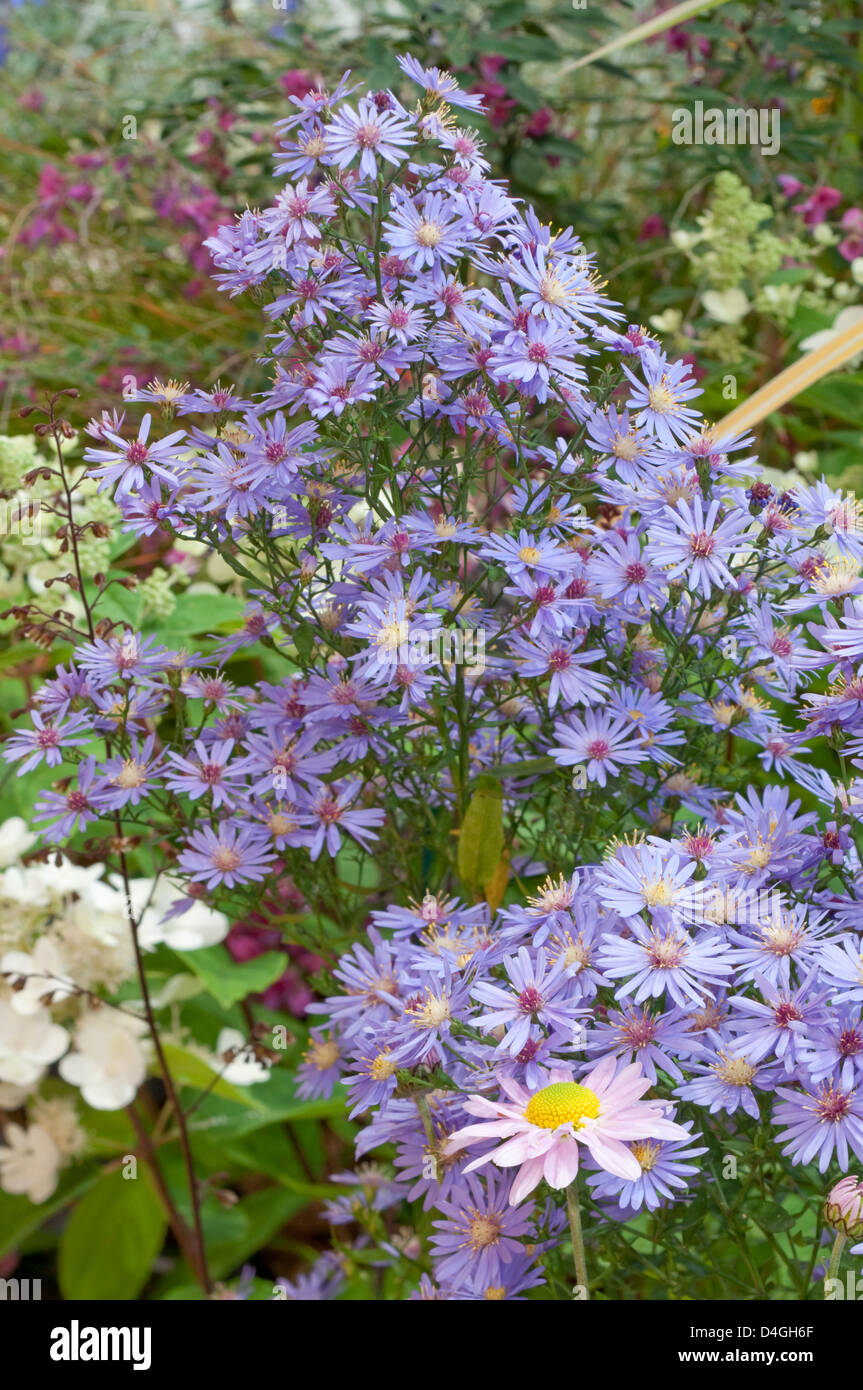 Aster 'Little Carlow'. (cordifolius hybrid). AGM Stock Photo - Alamy