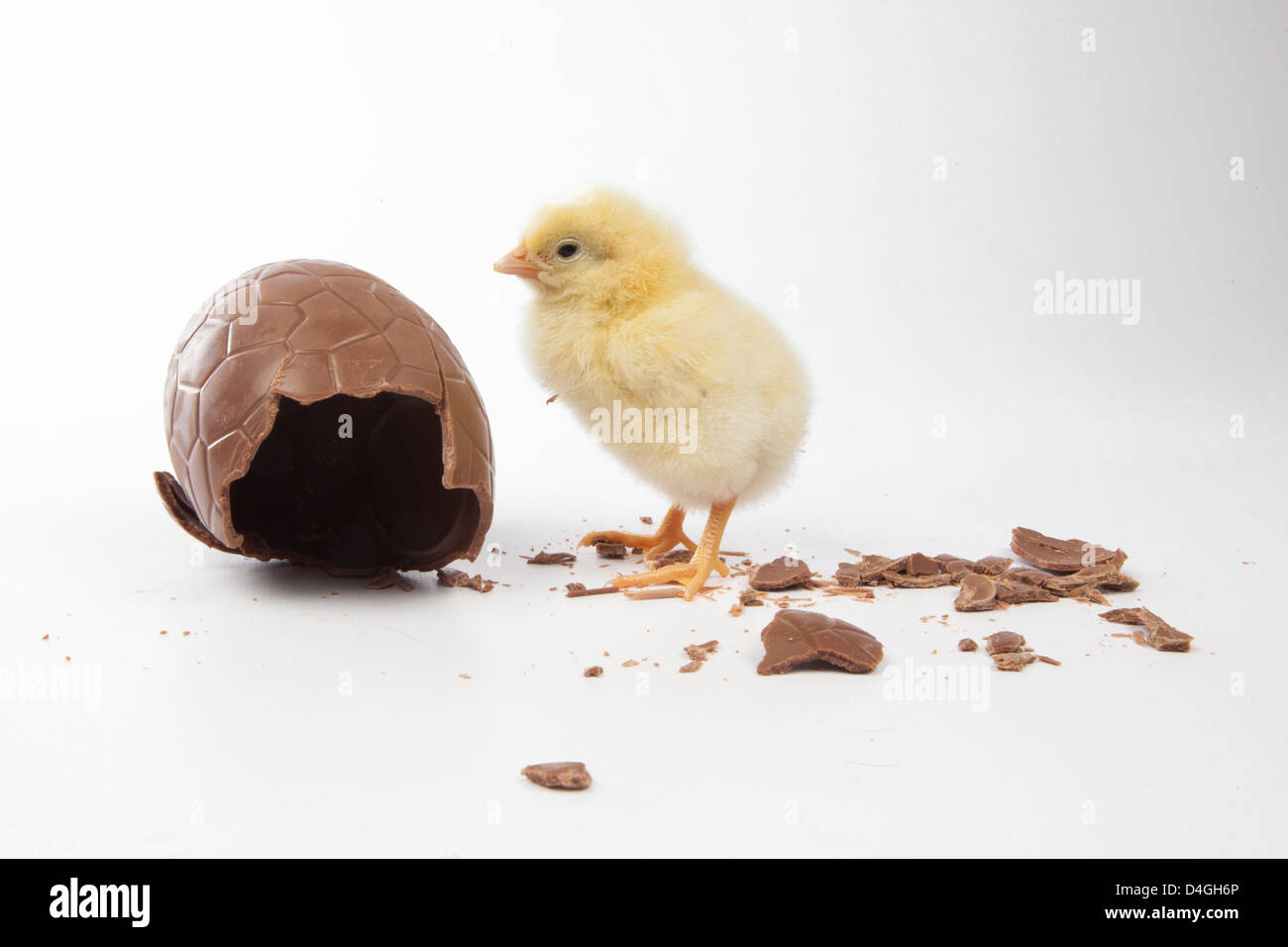Fluffy chick egg hi-res stock photography and images - Alamy