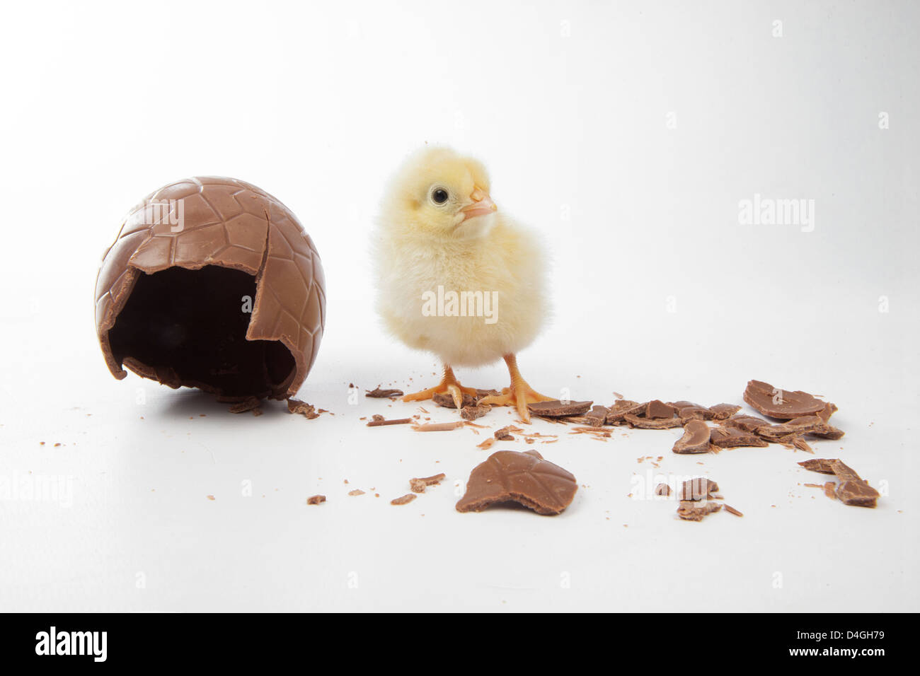 One chick in a chocolate Easter egg Stock Photo - Alamy