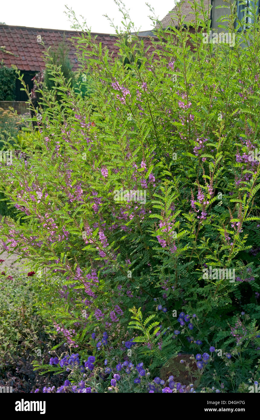 Indigofera heterantha hi-res stock photography and images - Alamy