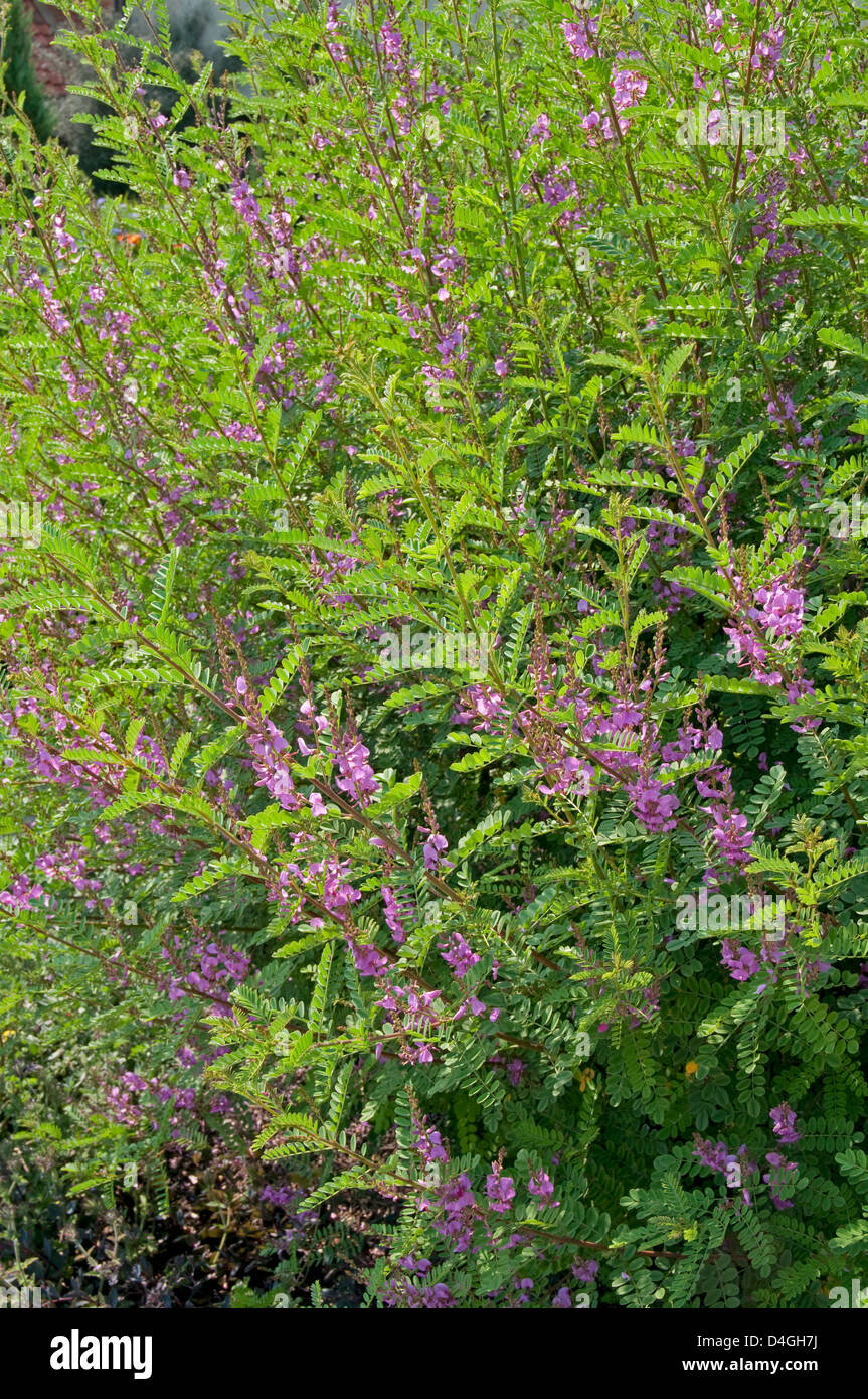 Indigofera heterantha hi-res stock photography and images - Alamy