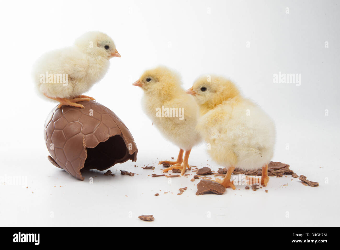 Baby chicks sitting on hen hi-res stock photography and images - Alamy