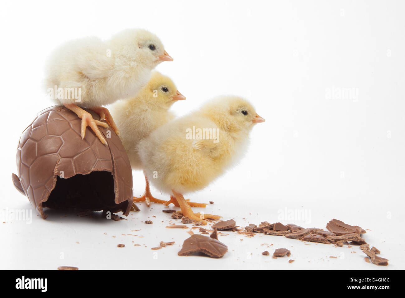 Chicks in chocolate Easter egg Stock Photo - Alamy