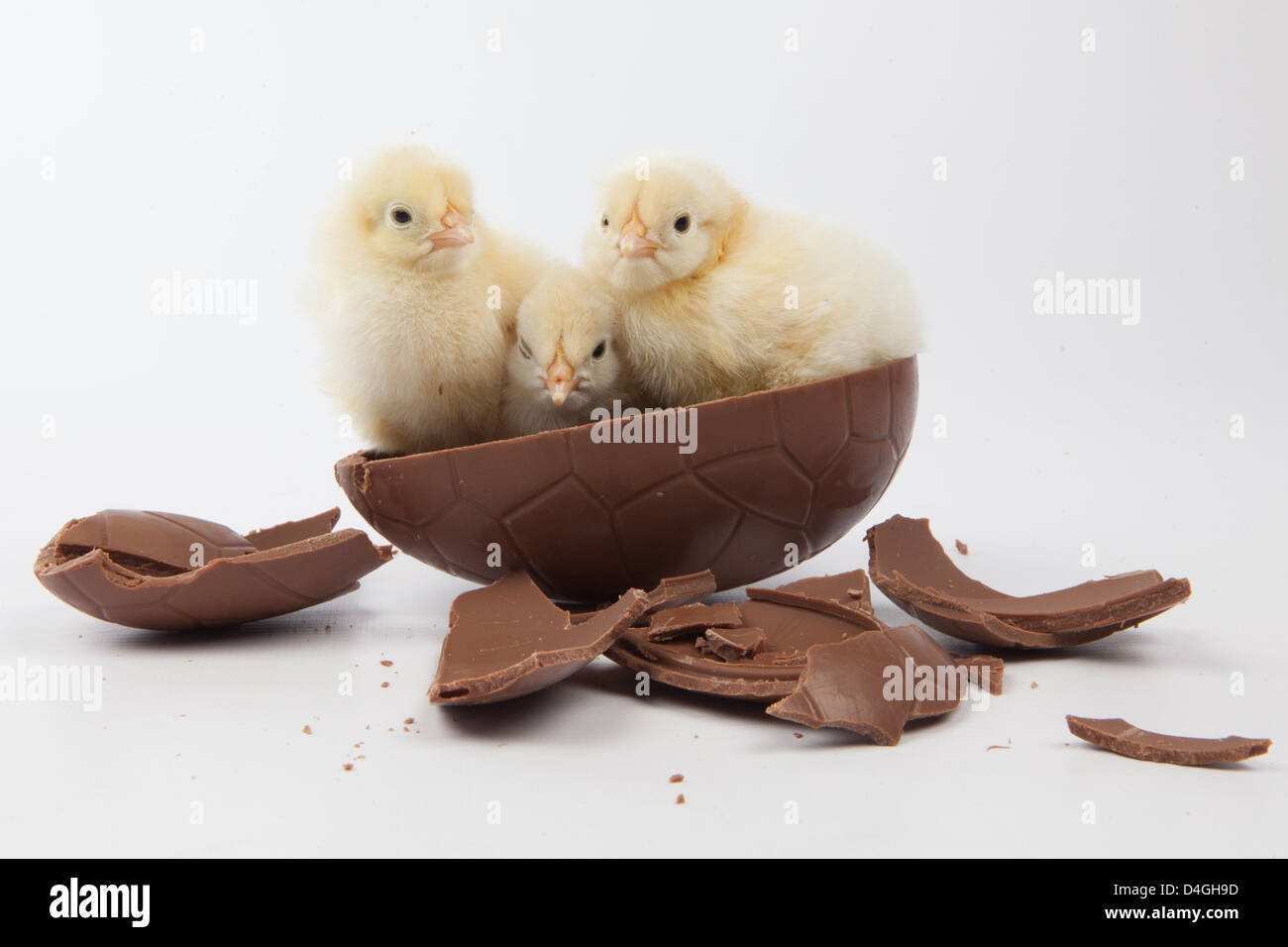 Chicks in chocolate Easter egg Stock Photo - Alamy