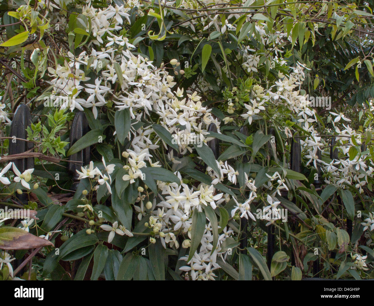 Clematis armandii 'Snowdrift' Stock Photo - Alamy