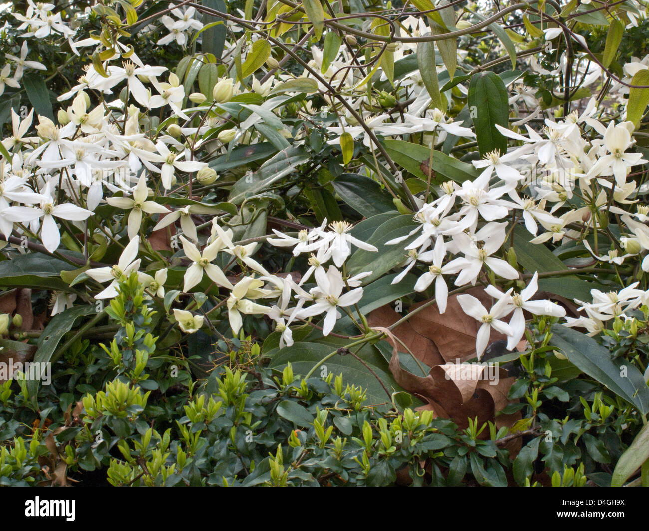Clematis armandii 'Snowdrift' Stock Photo - Alamy