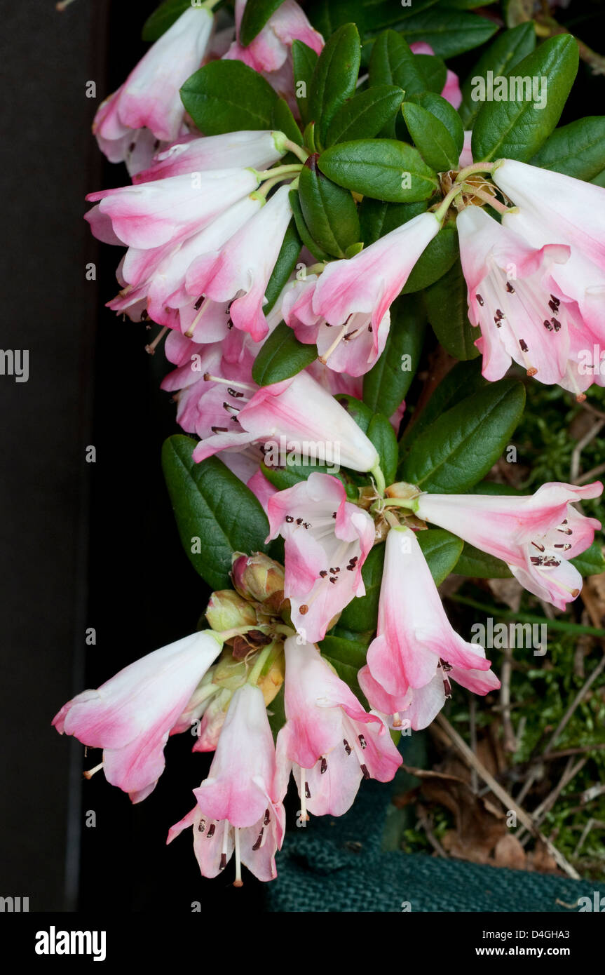 Rhododendron 'Seta'. (Dwarf Stock Photo - Alamy