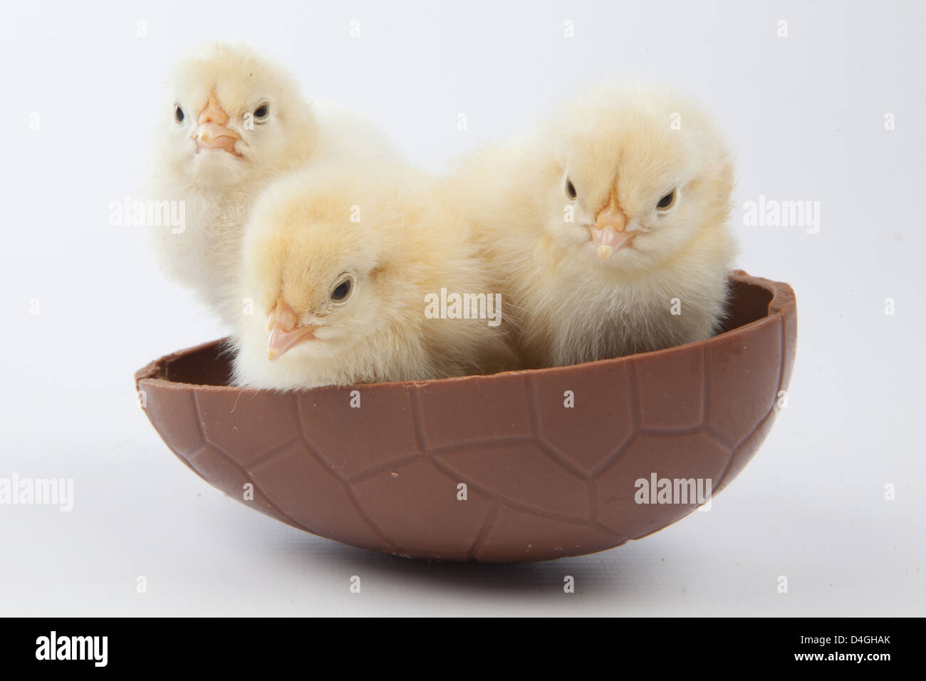 Chicks in chocolate Easter egg Stock Photo - Alamy