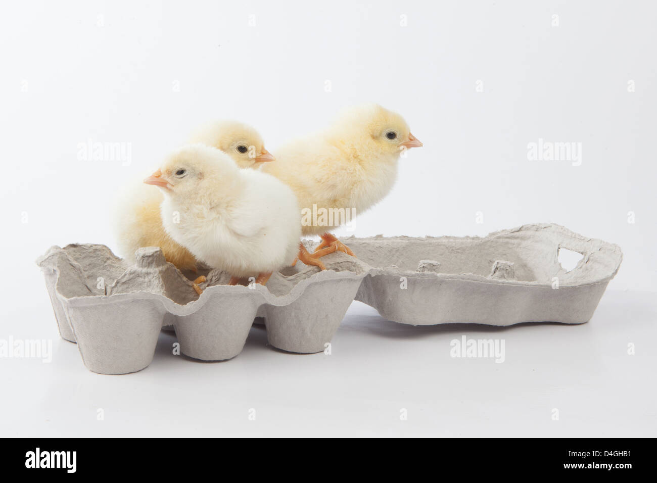 Three chicks in an egg box Stock Photo - Alamy
