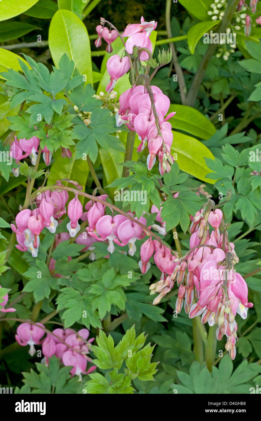 Dicentra spectabilis. AGM Stock Photo - Alamy